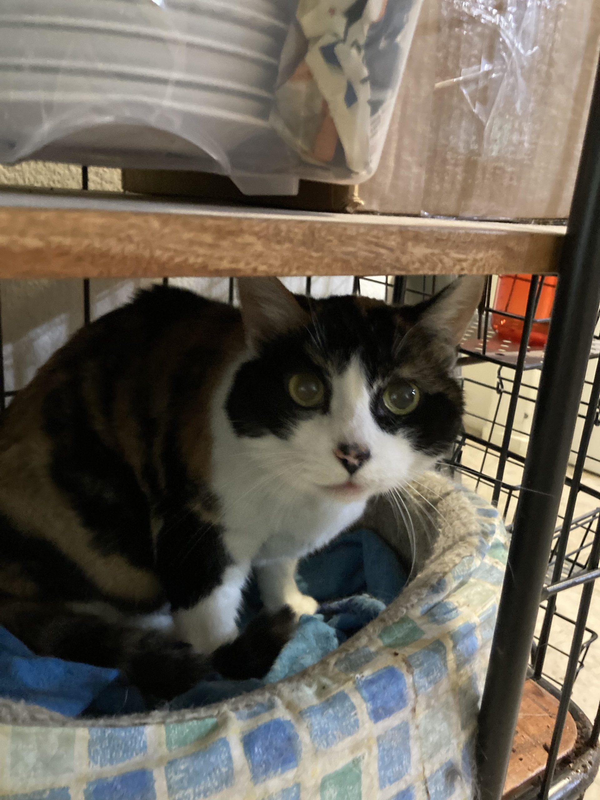 Sabrina. Almost 18 years old... | The Riveted Fox